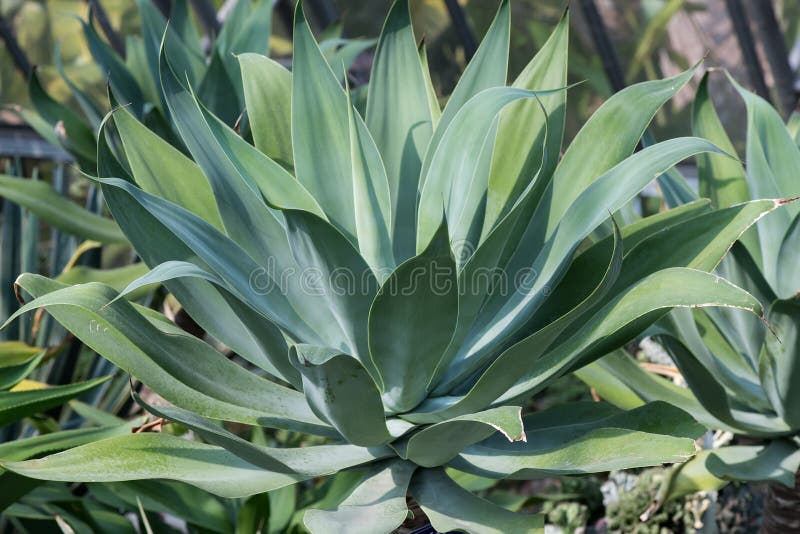 Agave plant leaves stock image. Image of abstract, flora - 55397681