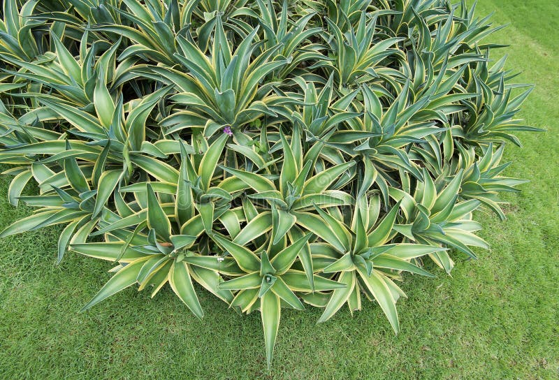 Agave plant leaves stock photo. Image of close, garden - 56582990