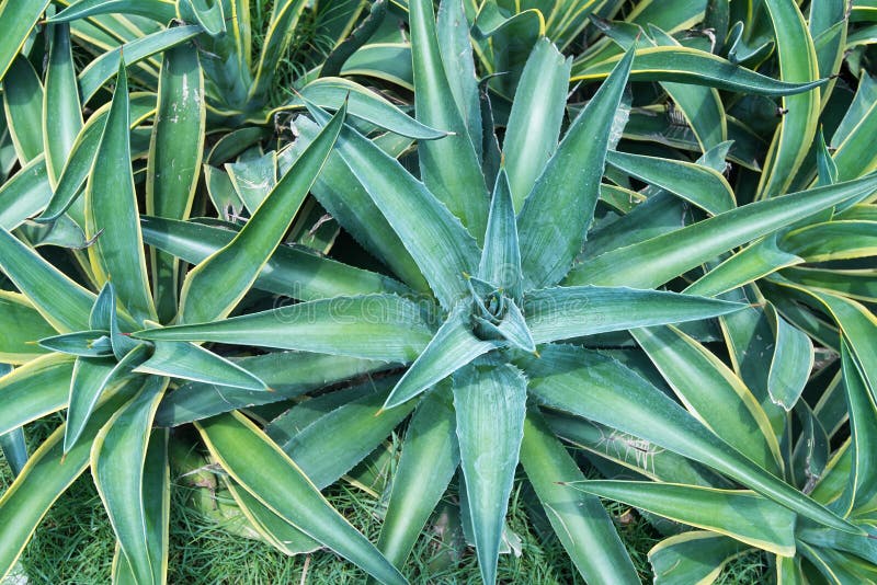 Agave plant leaves stock image. Image of color, green - 56583059