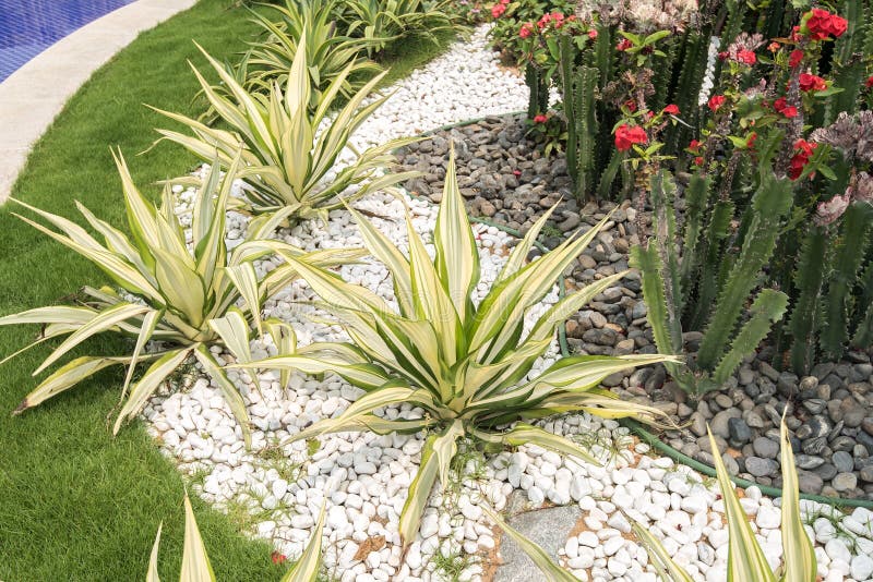 Agave plant leaves stock image. Image of agave, blue - 68668831