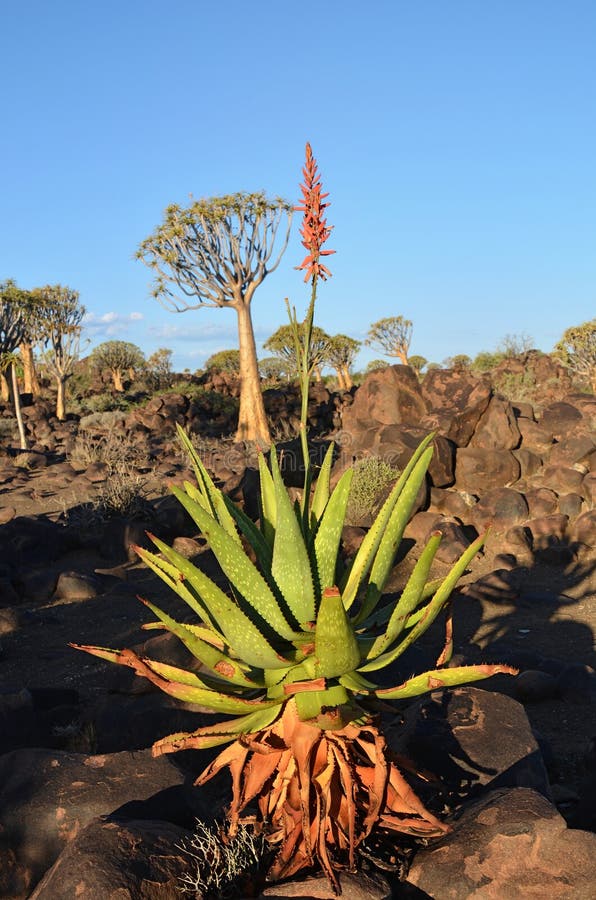Agave plant in Namibia stock photo. Image of light, flowering - 72610440