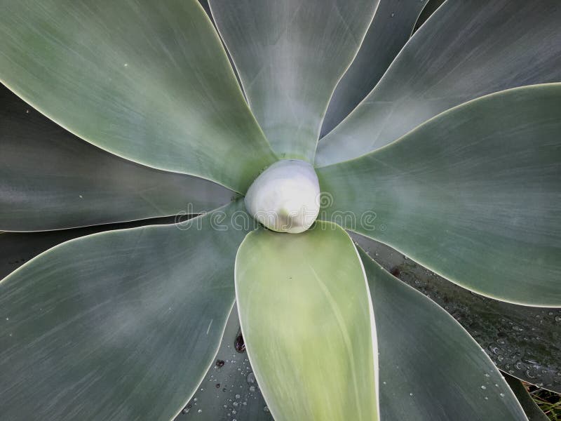 Agave plant pattern stock photo. Image of love, explore - 83346404