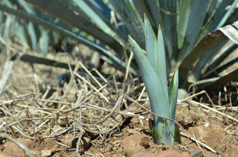 Agave plant shoot stock image. Image of soil, flied, tequila - 80649423