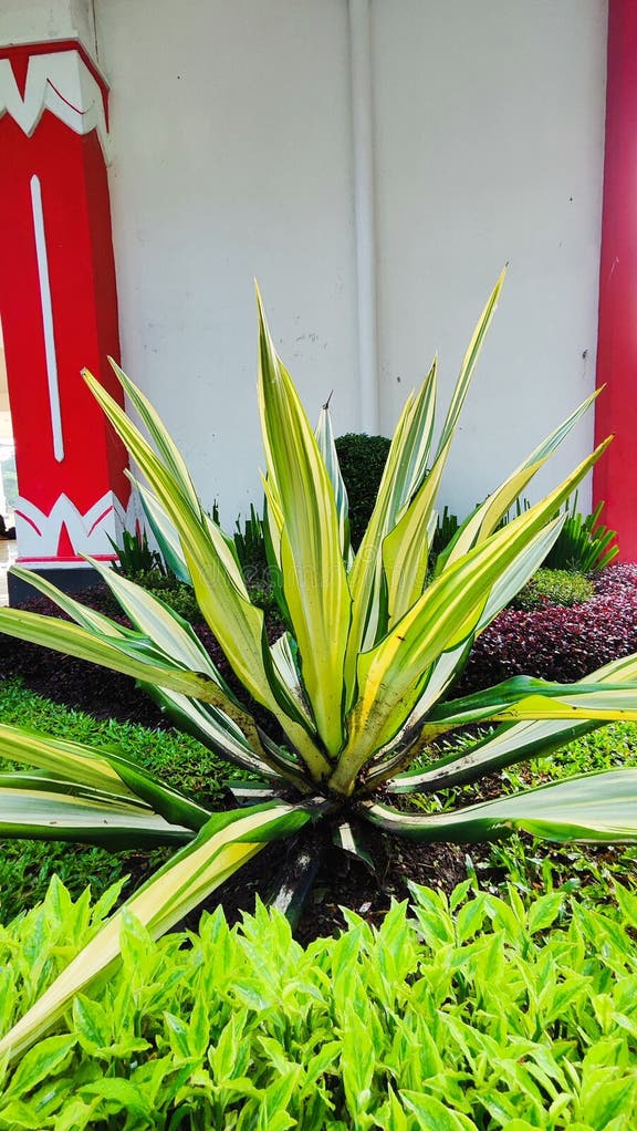Agave Plant – Striking Architectural Style with Desert Elegance Stock ...