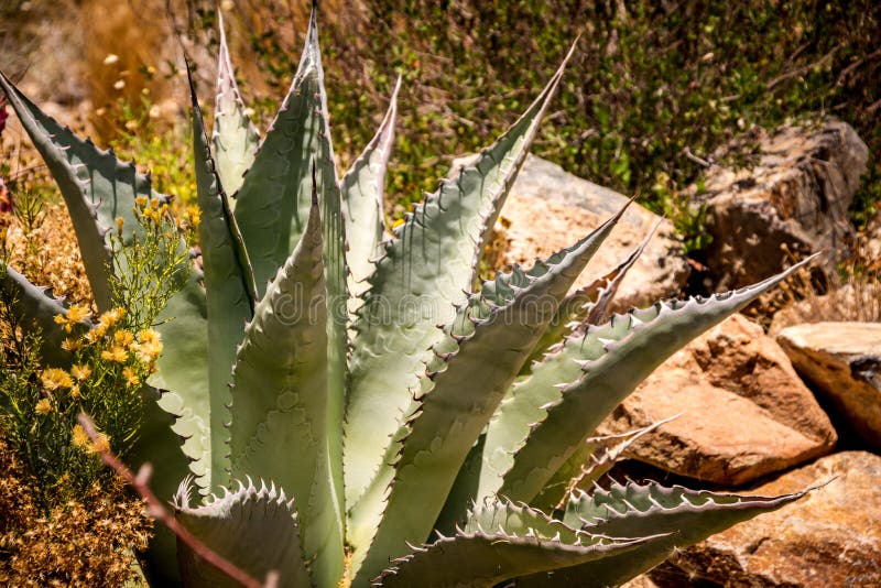 Agave Plant with Teeth stock photo. Image of nature, sonoran - 31396964