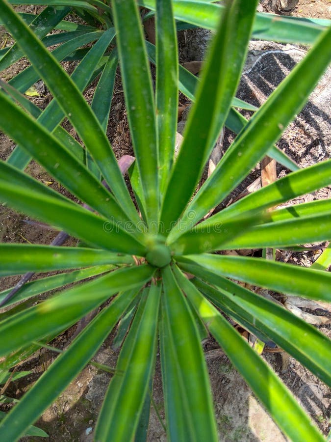 Agave Plant Texture with Long Green Leaves Stock Photo - Image of flora ...