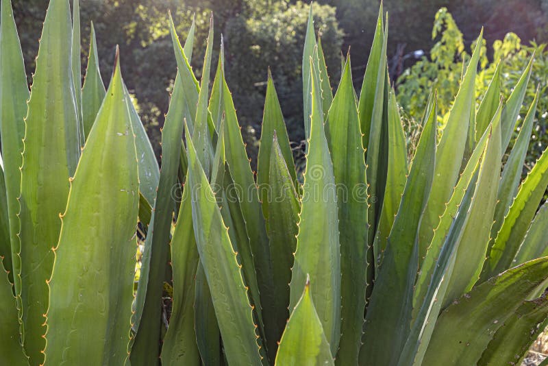 Agave Plant with Thorns in Bright Light Stock Image - Image of portugal ...