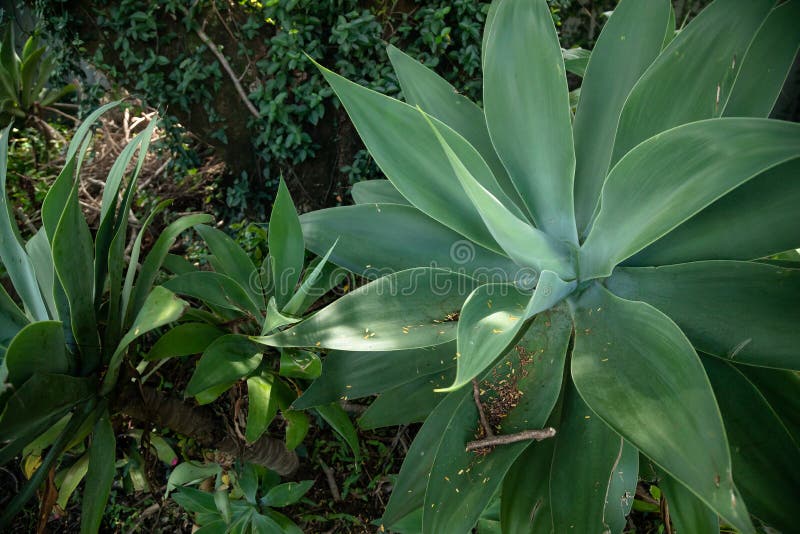 Agave Plant in Tropical Australian Garden Stock Image - Image of ...