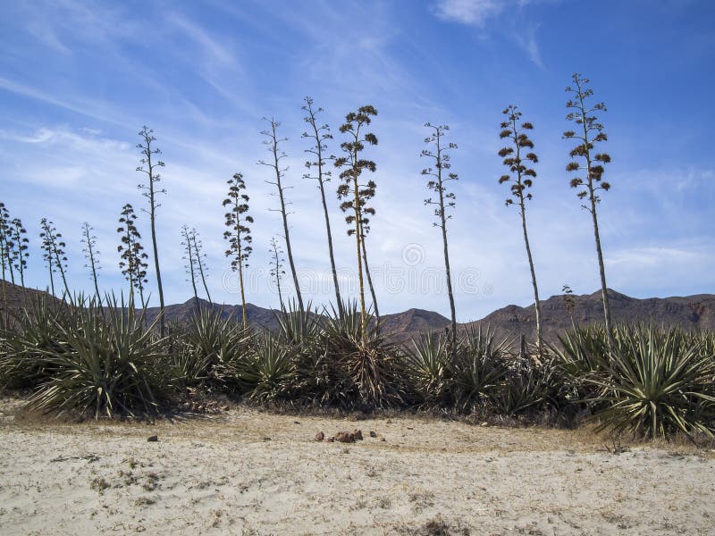 Tall Agave Plants stock image. Image of outdoors, andalusia - 91309191