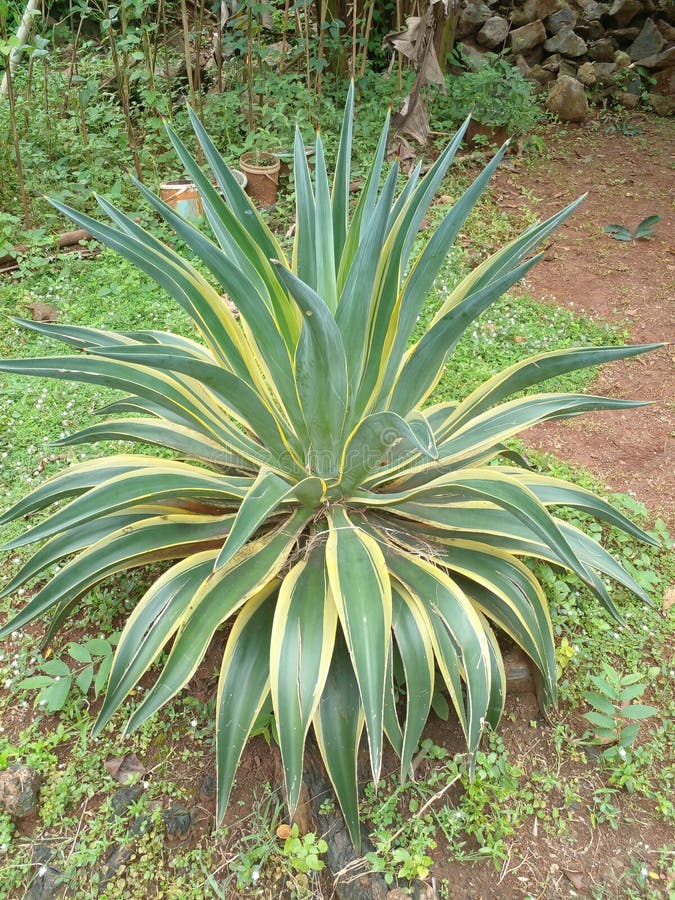 Agave plants or flowers stock image. Image of firts - 269183787