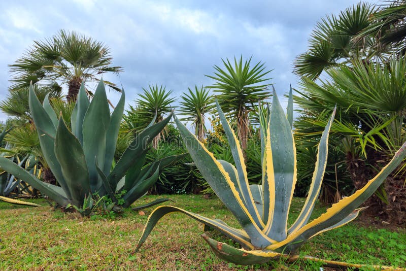 Agave Plants and Palm Trees. Stock Photo - Image of green, botanical ...