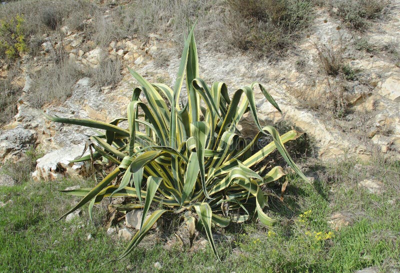 Agave in the Rock Background. Stock Photo - Image of flowers, agave ...