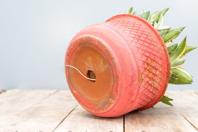 Root Rot Agave Plant from Fungal and Bacterial Diseases Attack Stock ...