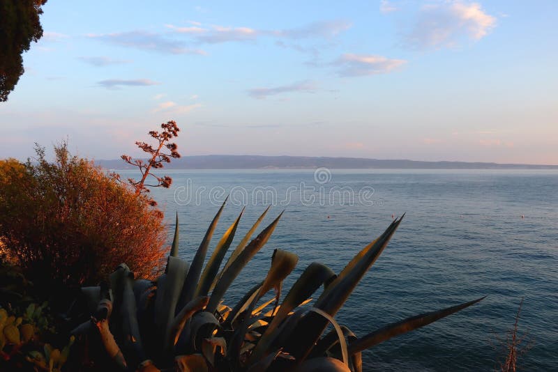 Agave on the Shore stock photo. Image of scene, field - 258993532