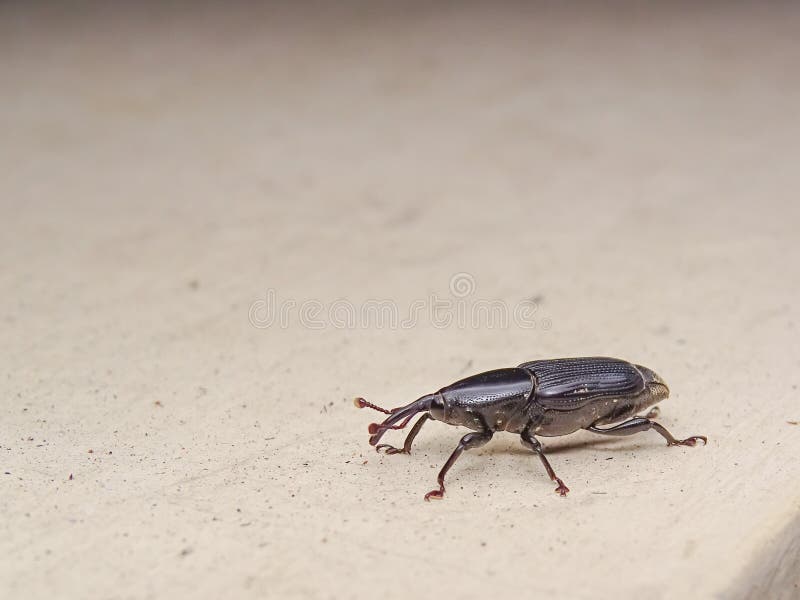 Agave Snout Weevil Stock Photos - Free & Royalty-Free Stock Photos from ...