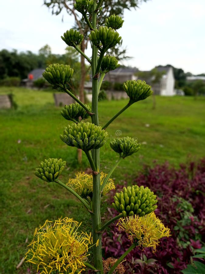 Agave sp stock image. Image of yard, green, flower, grows - 184173975