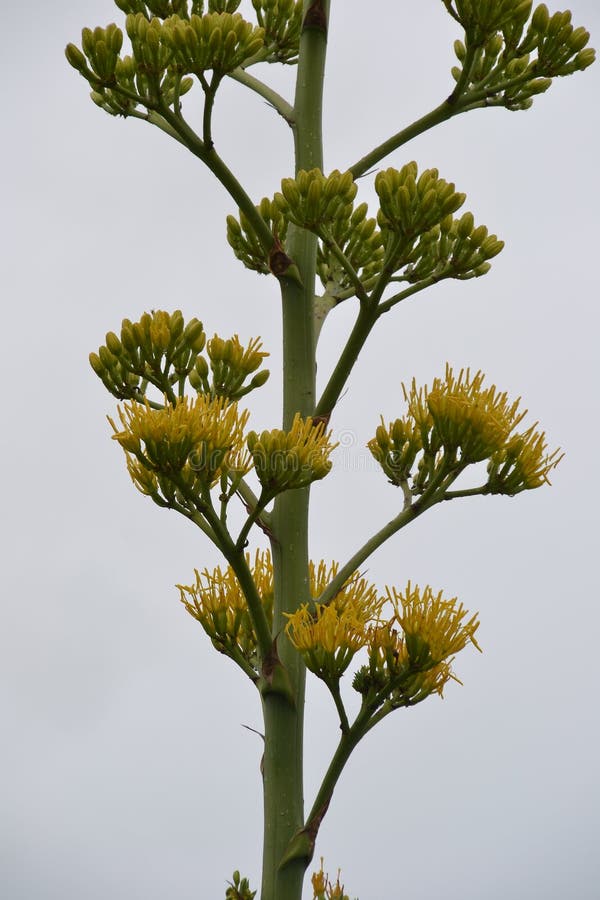 736 Agave Stalk Stock Photos - Free & Royalty-Free Stock Photos from ...