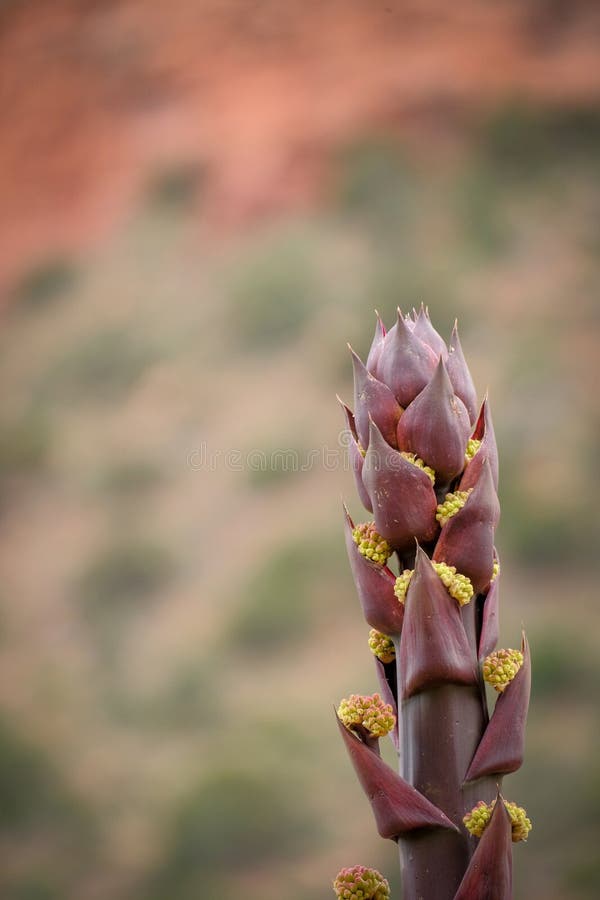Agave Stalk Opening Up To Flower Stock Photo - Image of asparagales ...