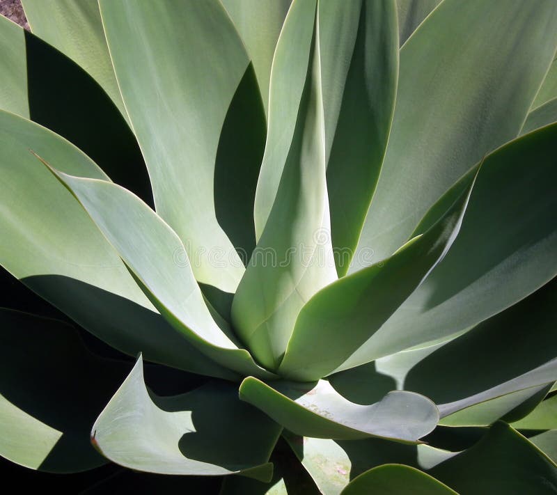 Agave, succulent plant. stock photo. Image of succulent - 15527250