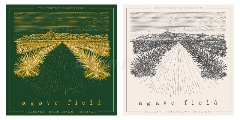 Agave Field Stock Illustrations – 114 Agave Field Stock Illustrations ...