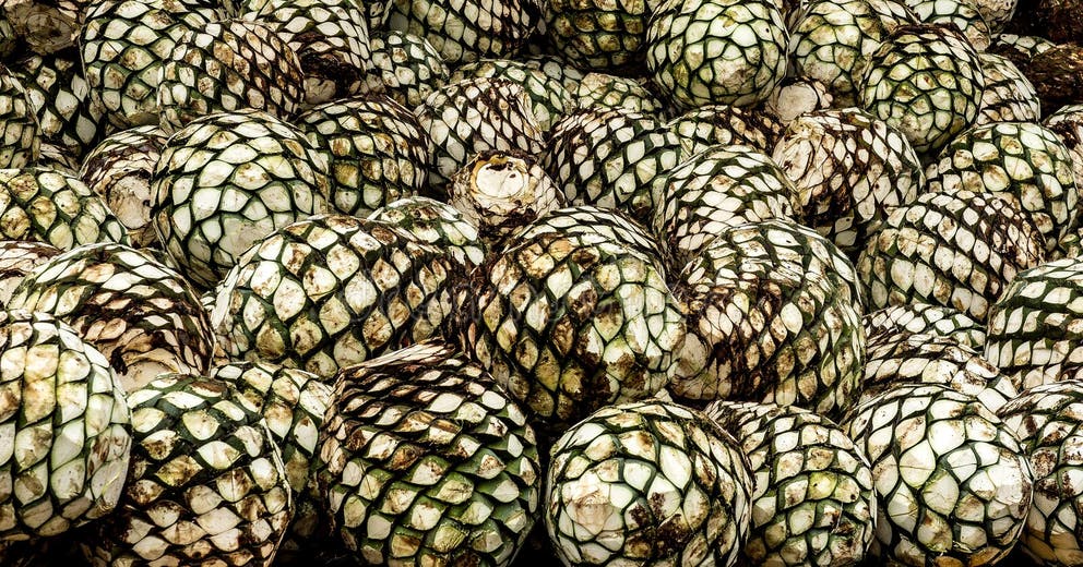 Agave tequila production stock image. Image of succulent - 86962527