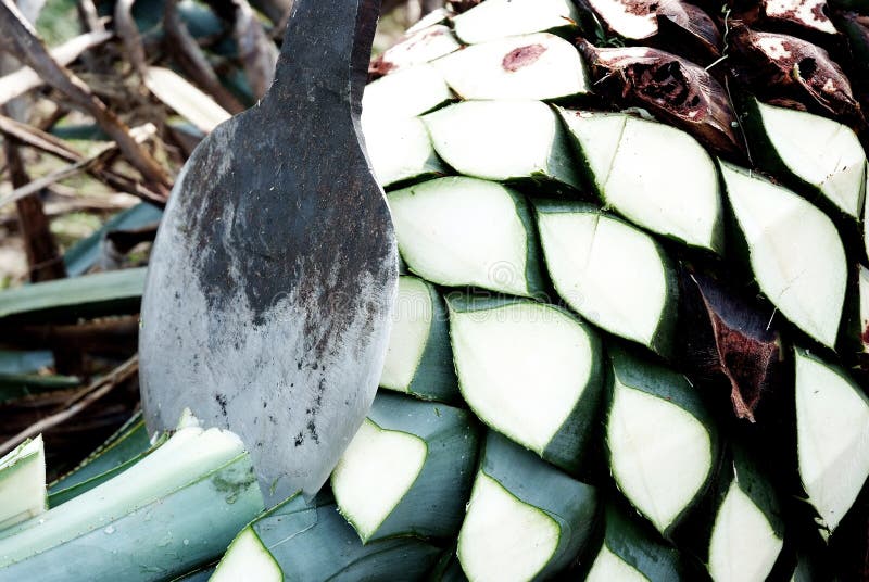 Agave tequila production stock image. Image of exotic - 75379879
