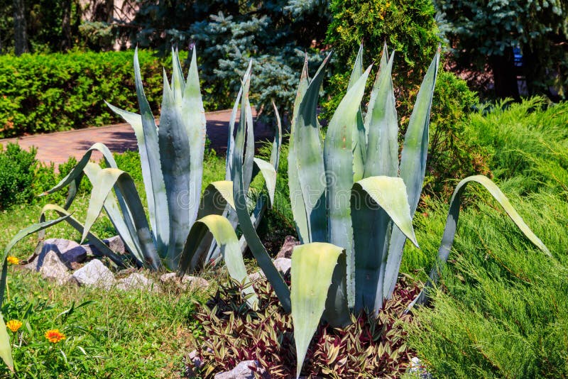 Agave Tequilana Comúnmente Llamada Agave Agave Azul Azul O Tequila ...