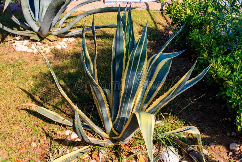 Agave Tequilana, Commonly Called Blue Agav or Tequila Agave Stock Photo ...