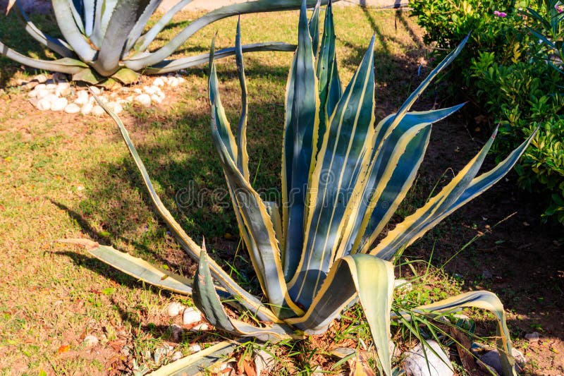 Agave Tequilana, Commonly Called Blue Agave (agave Azul) Stock Image ...