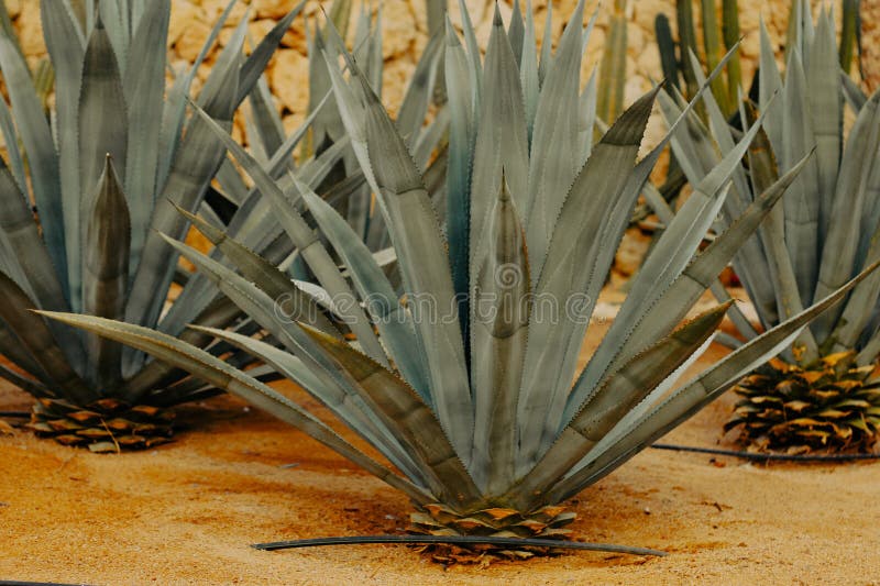 Agave Tequilana, Commonly Called Blue Agave Stock Image - Image of ...