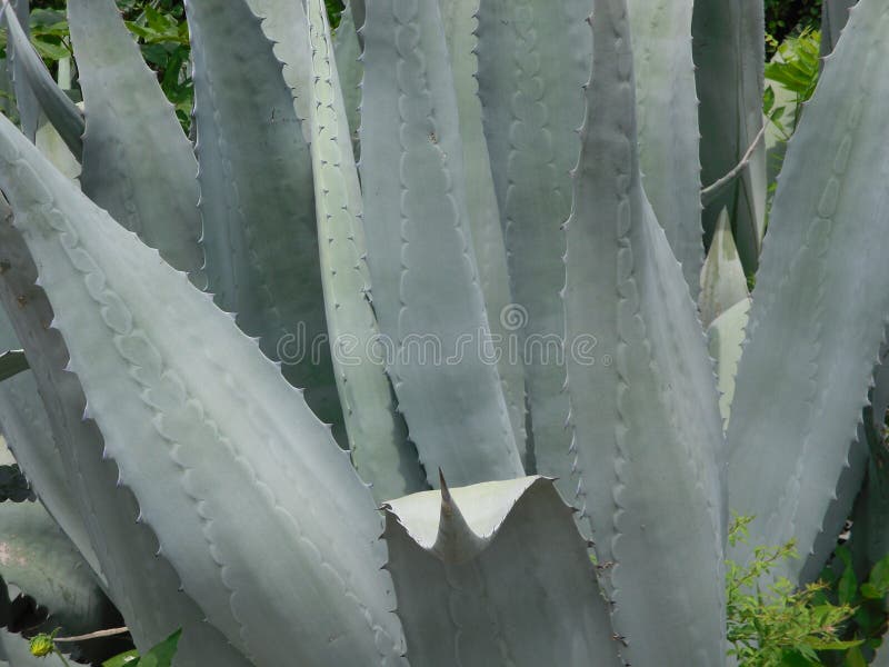 Agave stock photo. Image of pattern, yard, ground, green - 34369568