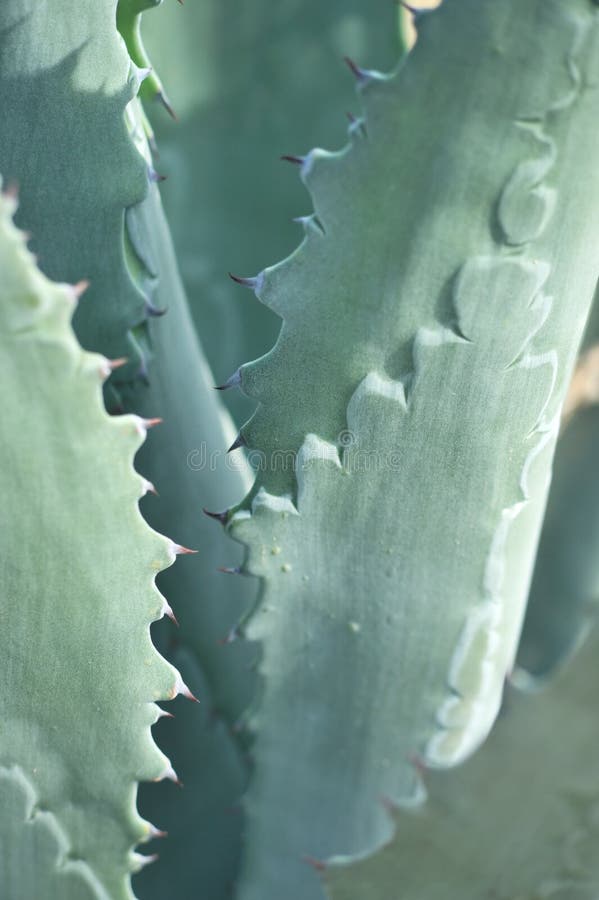 Agave stock photo. Image of closeup, cool, leaves, shadow - 13025914