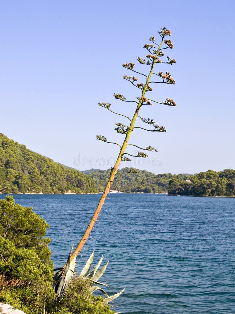 1,422 Tallest Pine Tree Stock Photos - Free & Royalty-Free Stock Photos ...