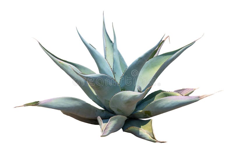 Agave Tree Isolate on White Background, High Resolution Image 45MP ...
