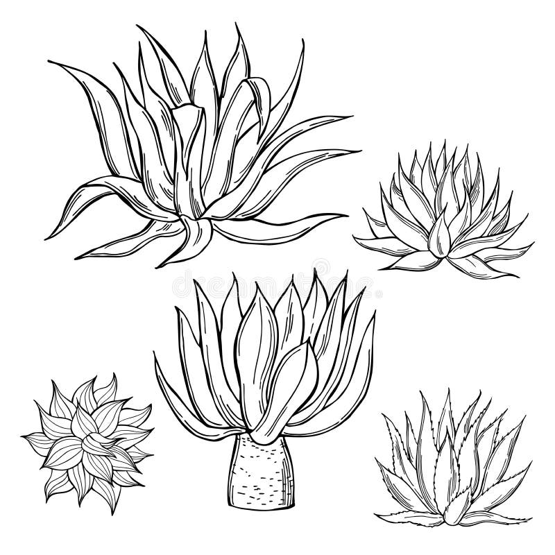 Agave Field Stock Illustrations – 114 Agave Field Stock Illustrations ...