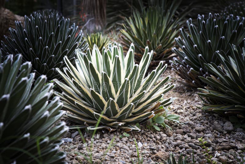 Agave Victoria Planting in Succulent Garden Stock Photo - Image of ...