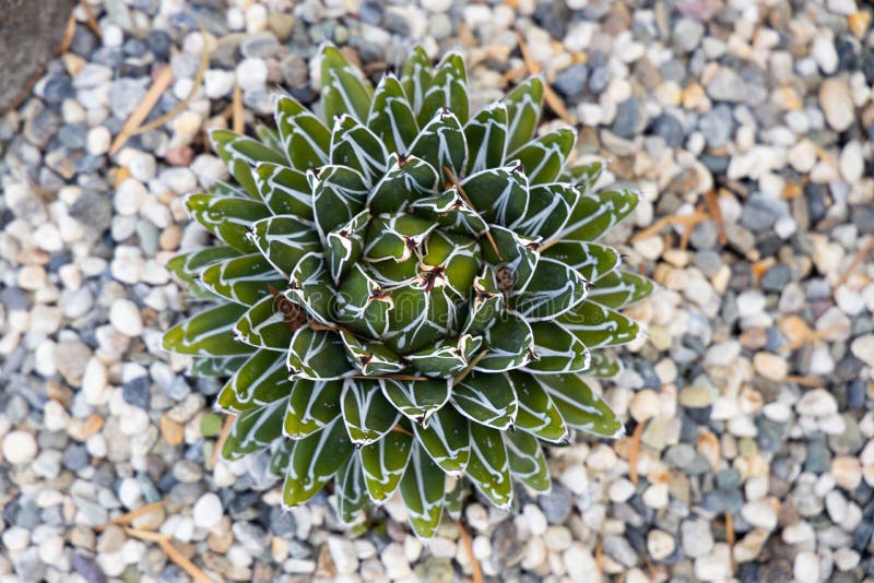 Agave Victoriae-Reginae Compacta in the Succulent Garden Stock Image ...
