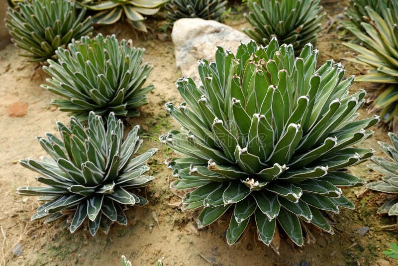 Agave victoriae-reginae stock image. Image of botanical - 65699095
