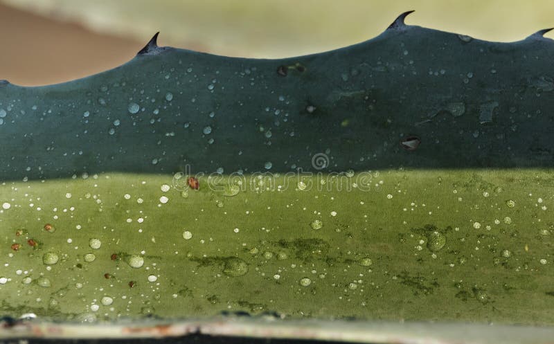 Agave with water drops stock image. Image of margin - 127019747