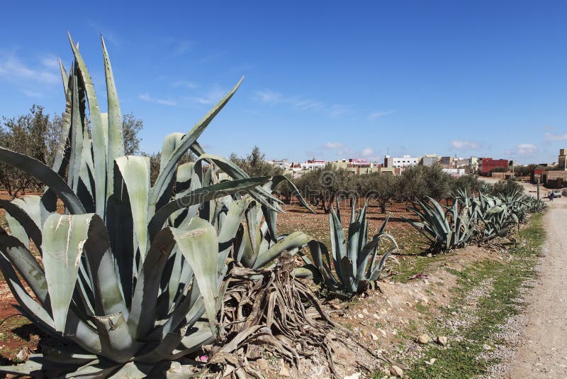 Agaves and landscape stock photo. Image of nature, latin - 69517222