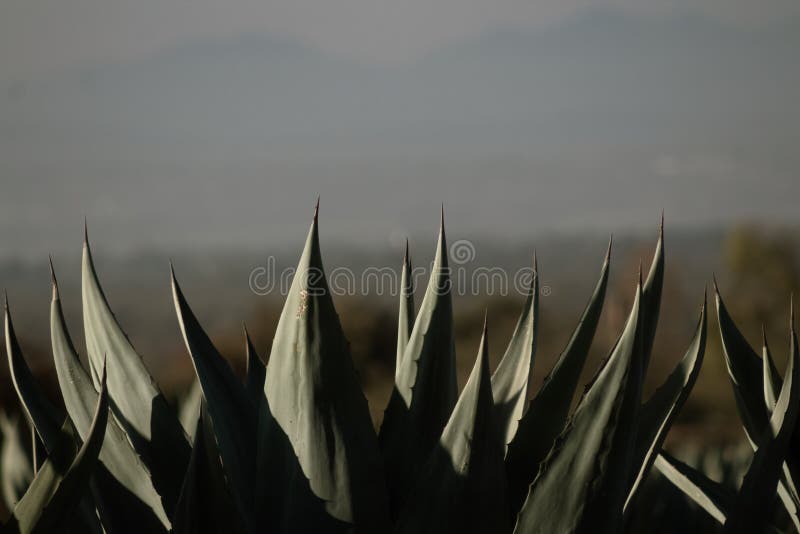 Agaves with Space for Text in Mexico Stock Photo - Image of biology ...