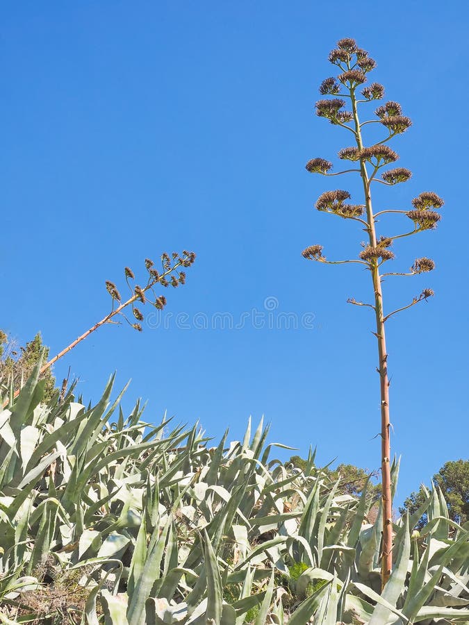 Agaves with Two Withered Inflorescences Isolated on Blue Sky Stock ...