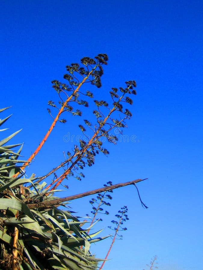 Agavi Amaricana Lower Macro Back Stock Image - Image of agavi, green ...