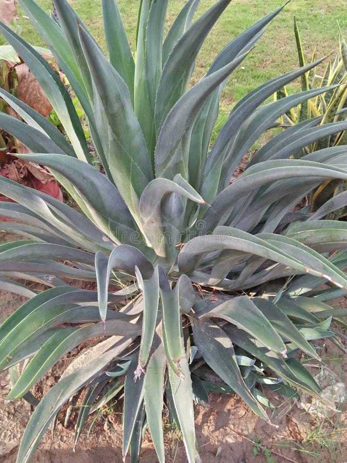 Planta Decorativa Agave Salmiana O Pulque Agave En El Exterior Imagen ...