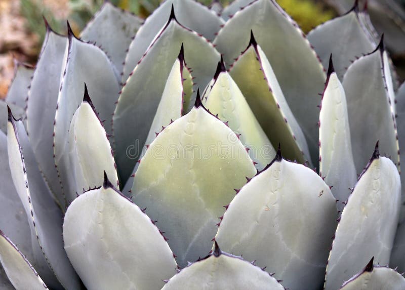 Agavo en un desierto foto de archivo. Imagen de extracto - 8820256