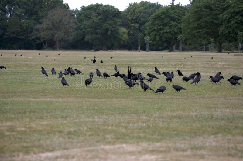 Crows feeding in a field stock image. Image of naturephotography ...