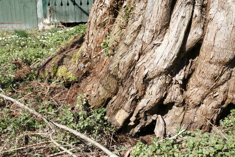 Age Gnarled Tree by a Small Brook Way Has Cleared Stock Image - Image ...