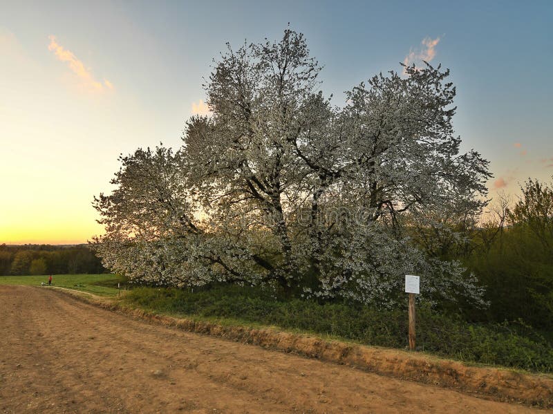 Age-old Peach Tree at Sunset Stock Photo - Image of flower, grass ...