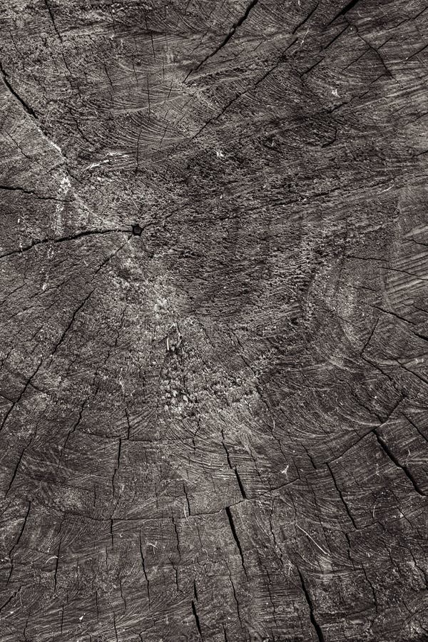 Age Rings on the Sawn Trunk of an Old Tree Stock Photo - Image of ...