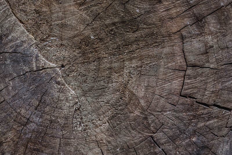 Age Rings on the Sawn Trunk of an Old Tree Stock Photo - Image of ...